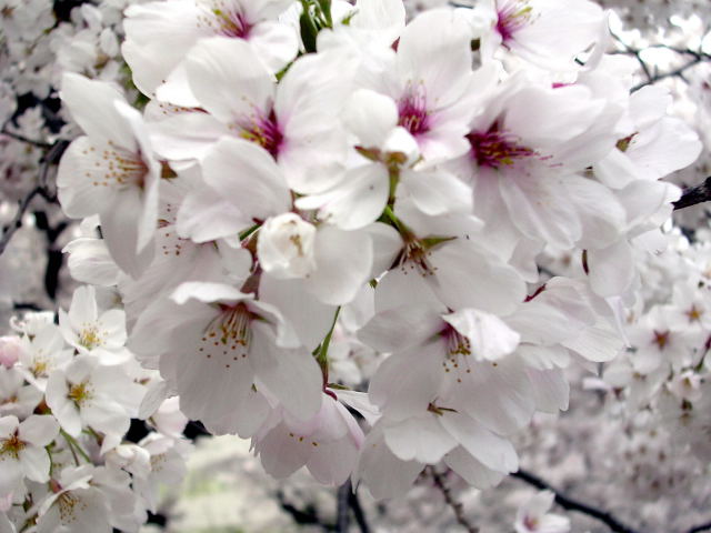 Poezia Iubirii: Poezia florilor de cires